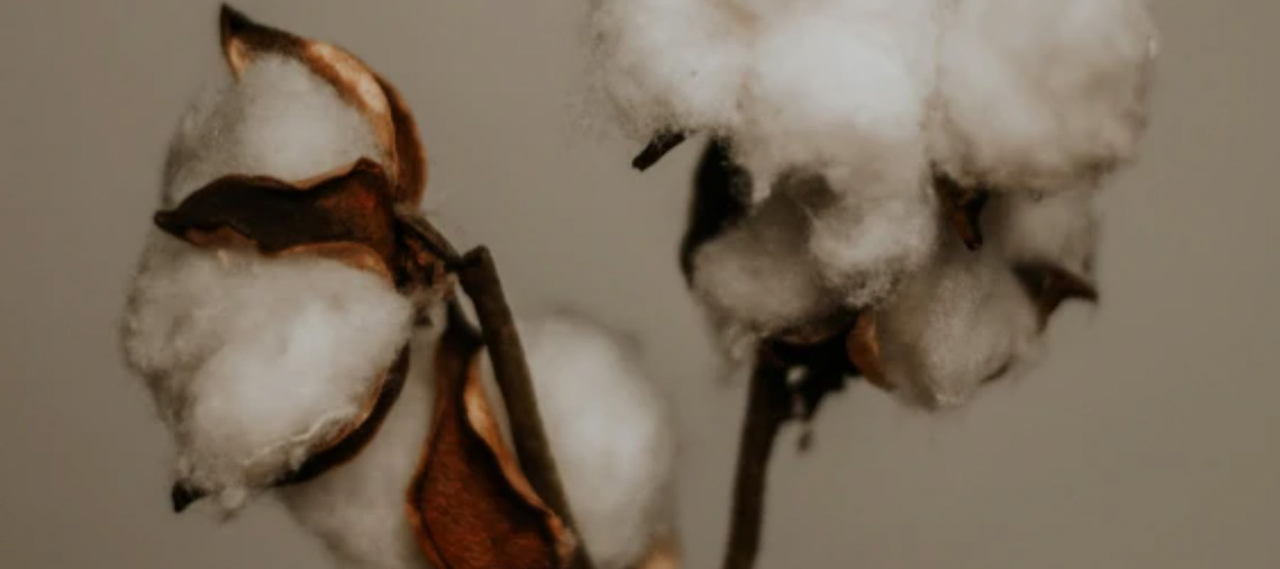 It all started with cotton – SupCare